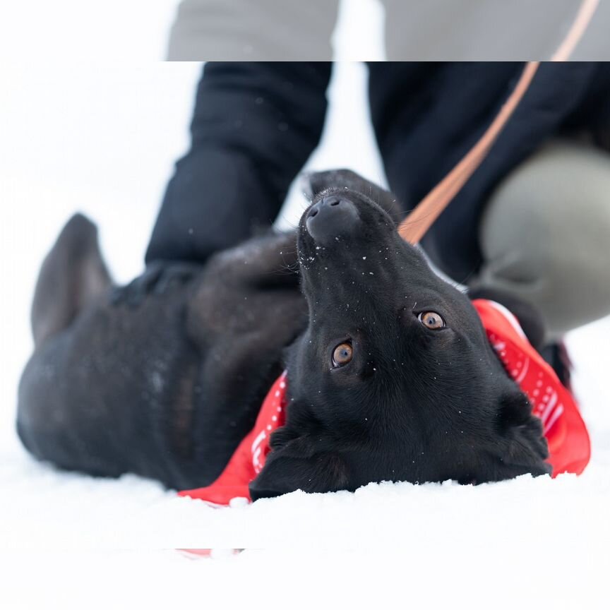 Щенок в добрые руки