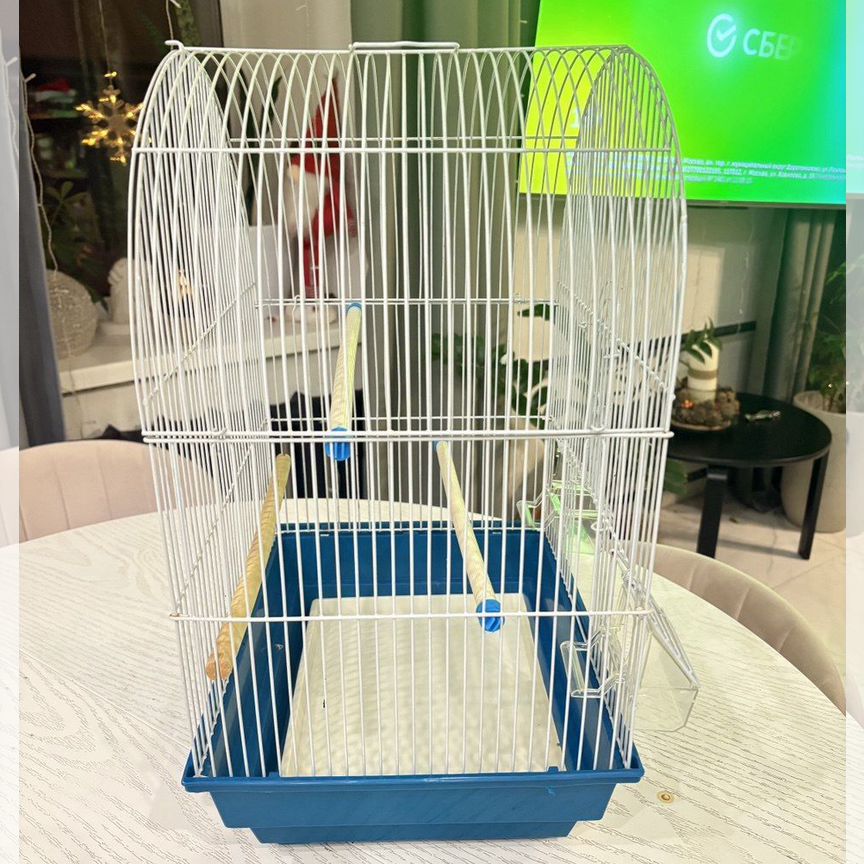 Волнистый попугай