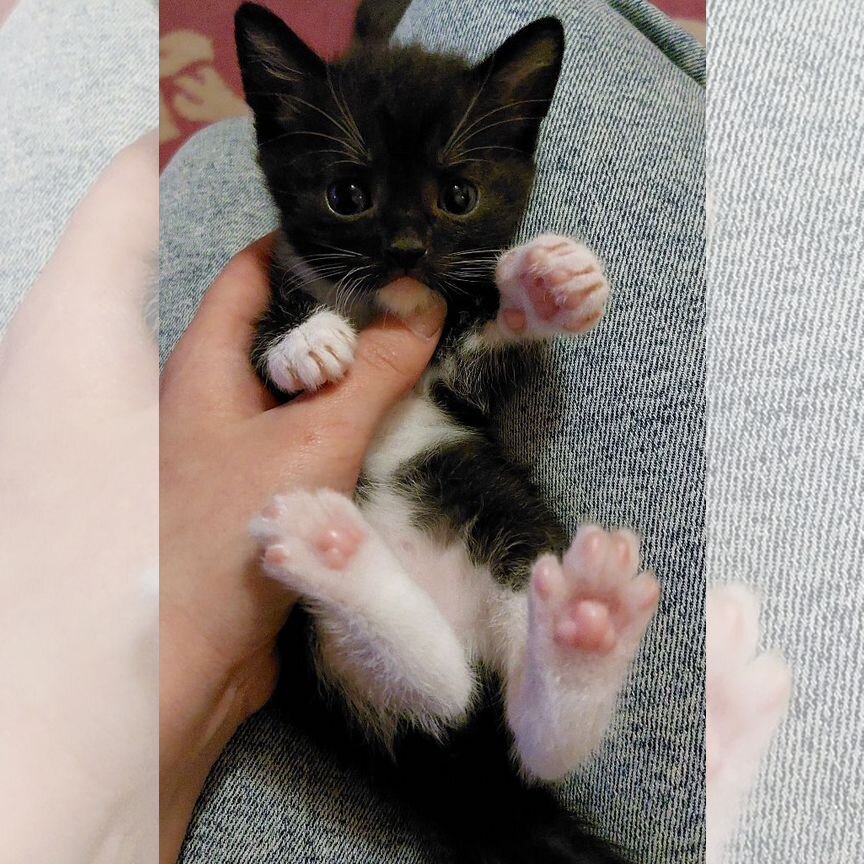 Котёнок в добрые руки