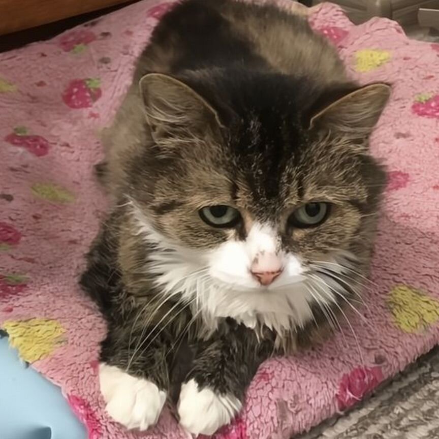 Взрослая, кошка в добрые руки