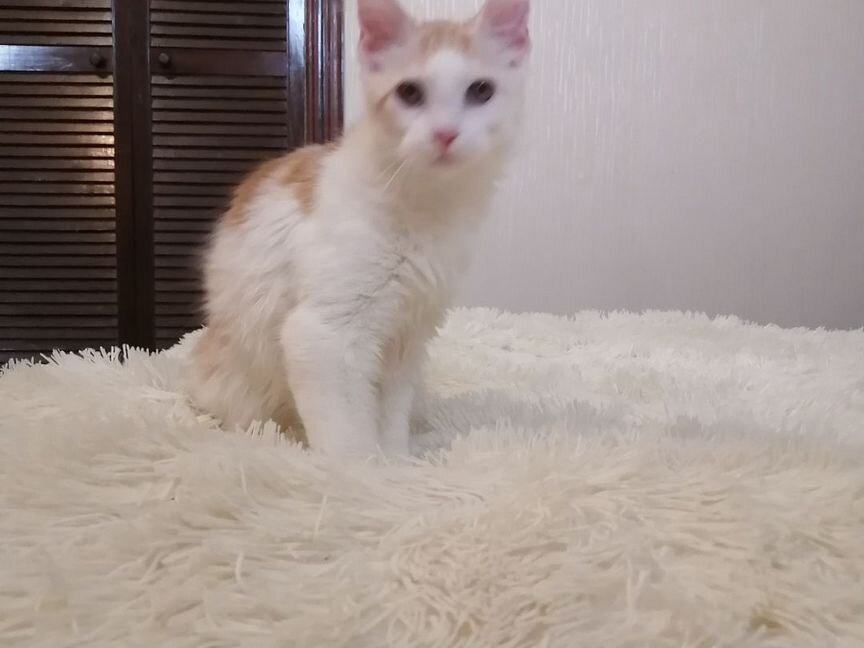 Мейн-кун полидакты красный и черный мрамор