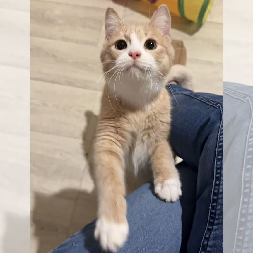 Взрослый кот в добрые руки