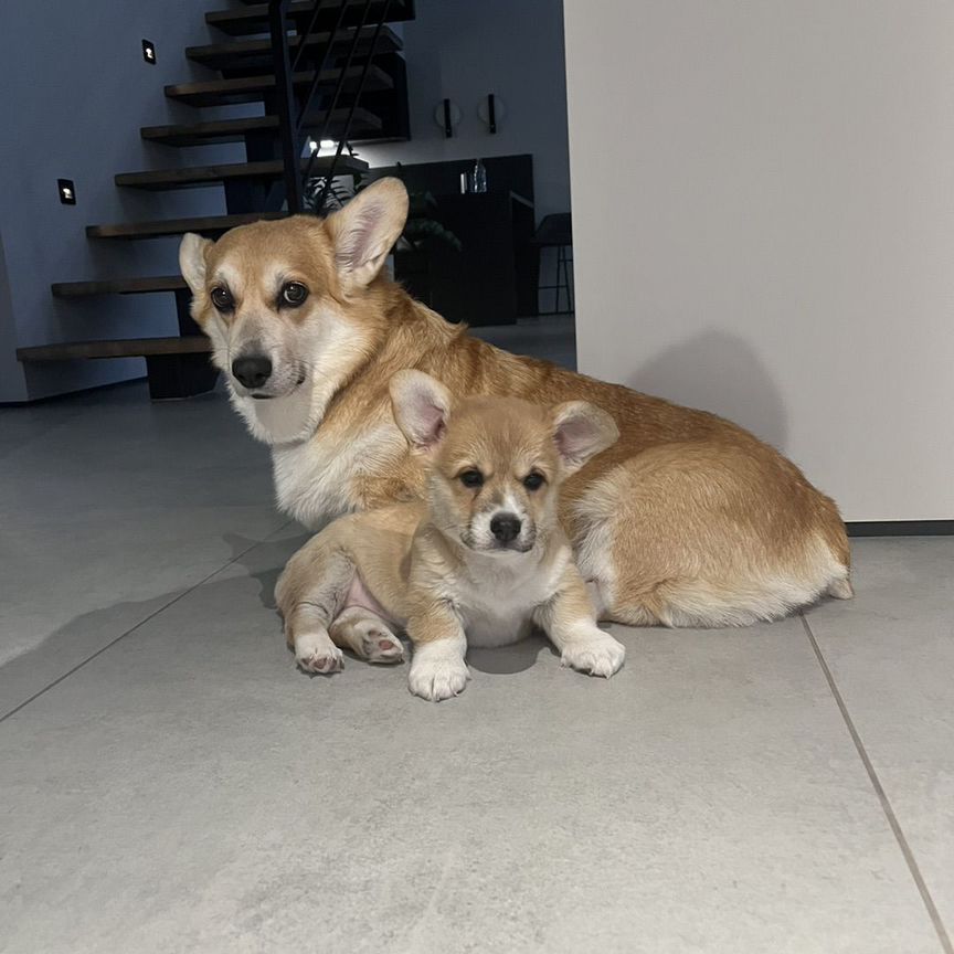 Щенки корги