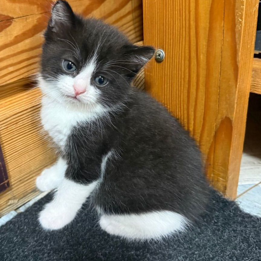 Британский короткошёрстный котёнок