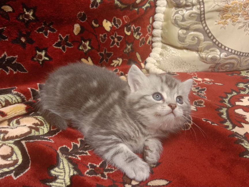 Британский котёнок