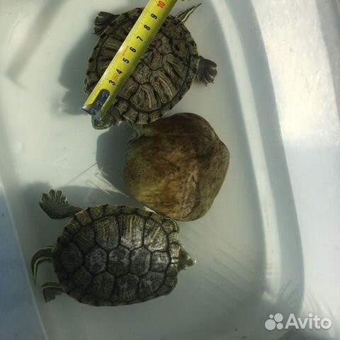 Красноухие черепахи с аквариумом в дар