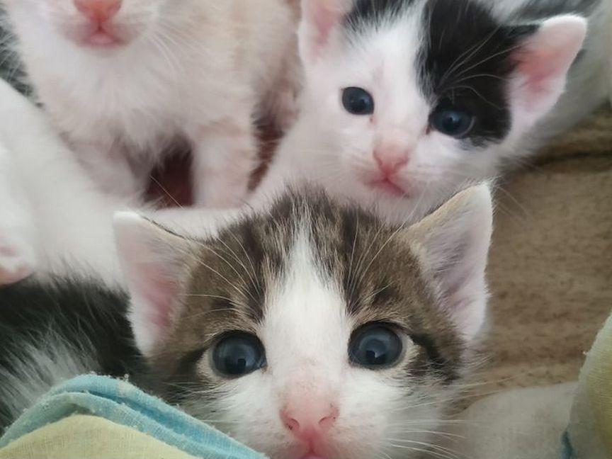 Отдам котят в хорошую добрую семью, бесплатно