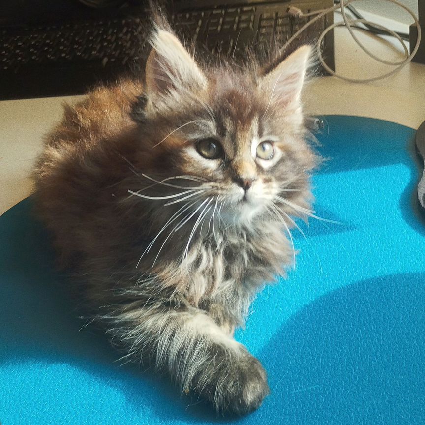 Мейн-кун котёнок