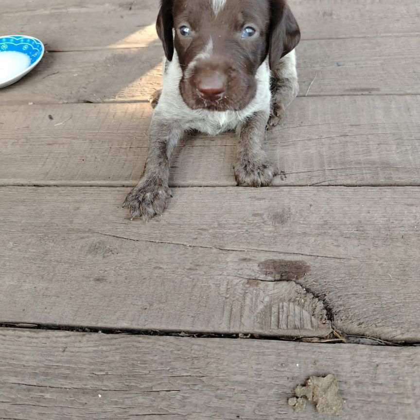 Щенки дратхаара