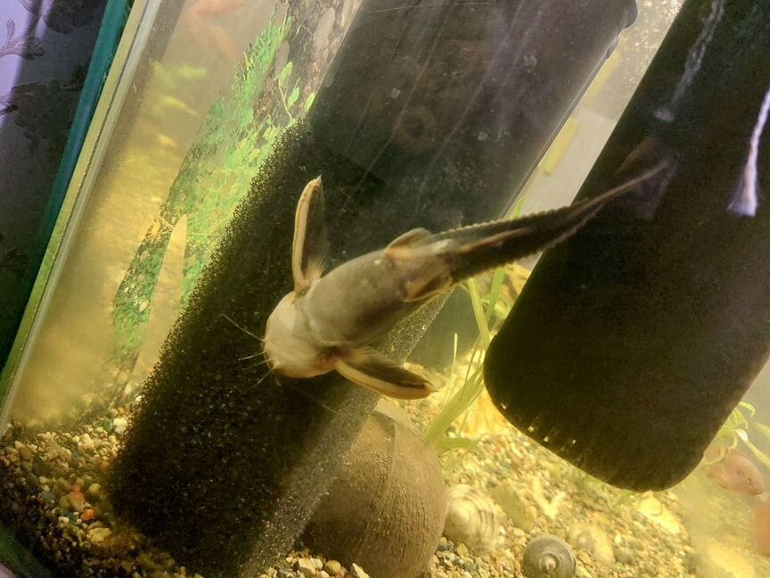 Хромисы красавцы.и сом платидорас около 10см