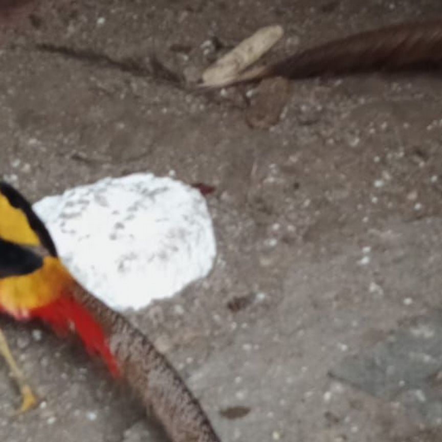 Золотой фазан самки и самцы