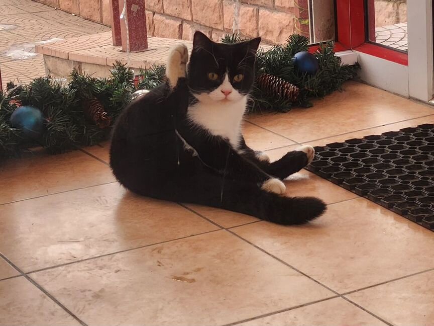 Нашёлся котик