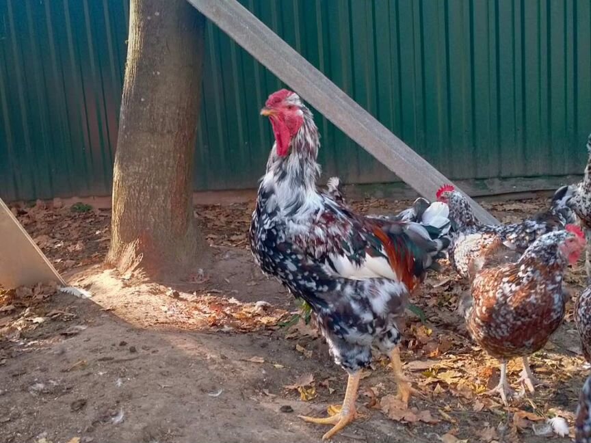 Куры ливенские ситцевые