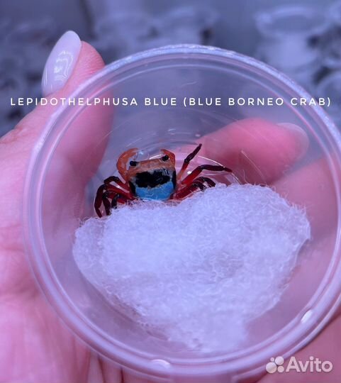 Краб Панда Lepidothelphusa sp.blue