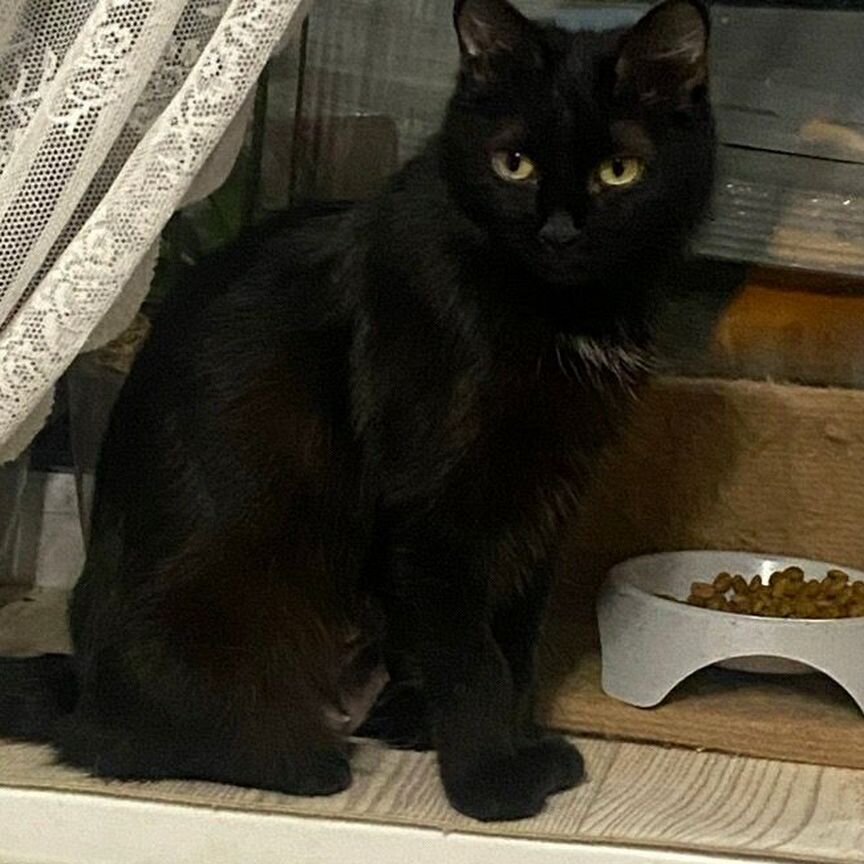 Взрослая, кошка в добрые руки