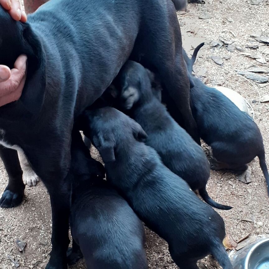 Щенки замерзают на даче