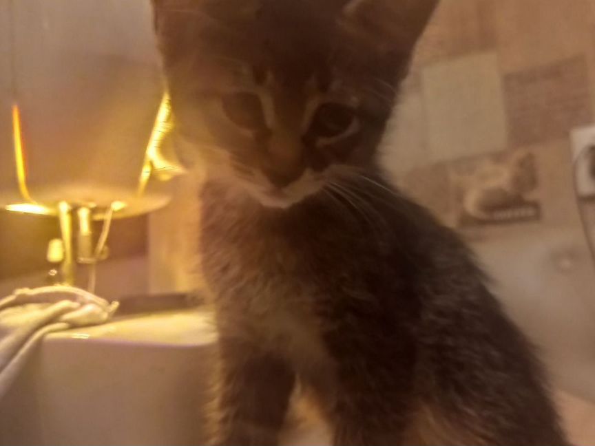 Абиссинская кошка