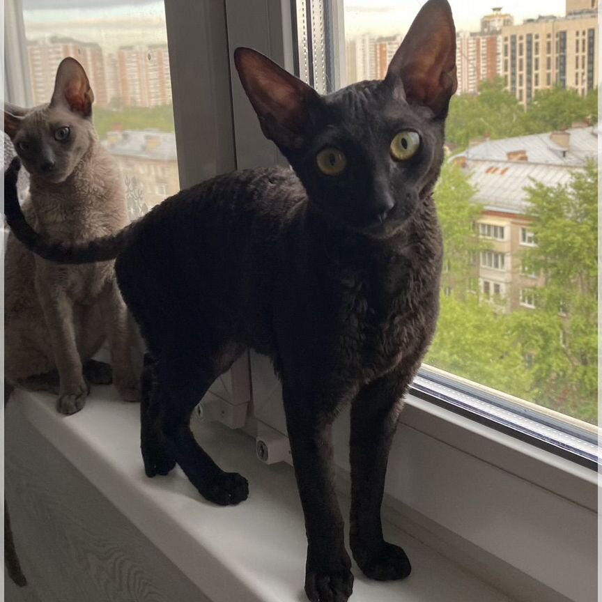 Кошечка Корниш Рекс