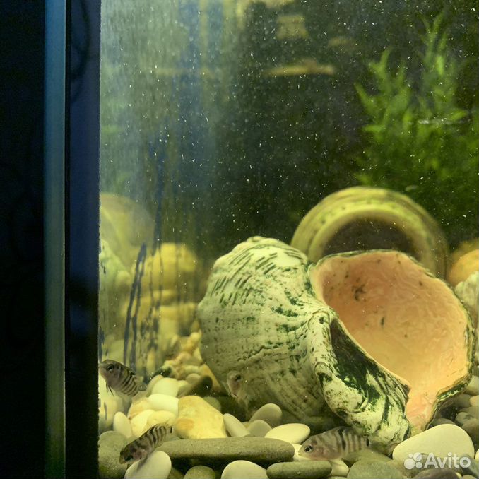 Живая рыба малек