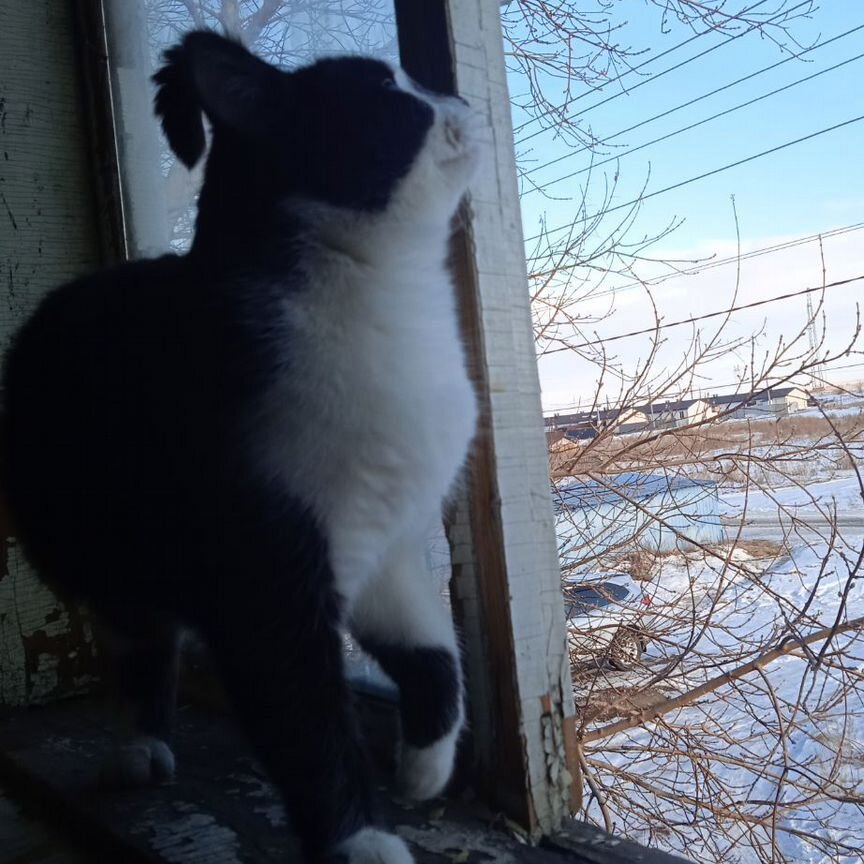 Молодая кошечка 1 год