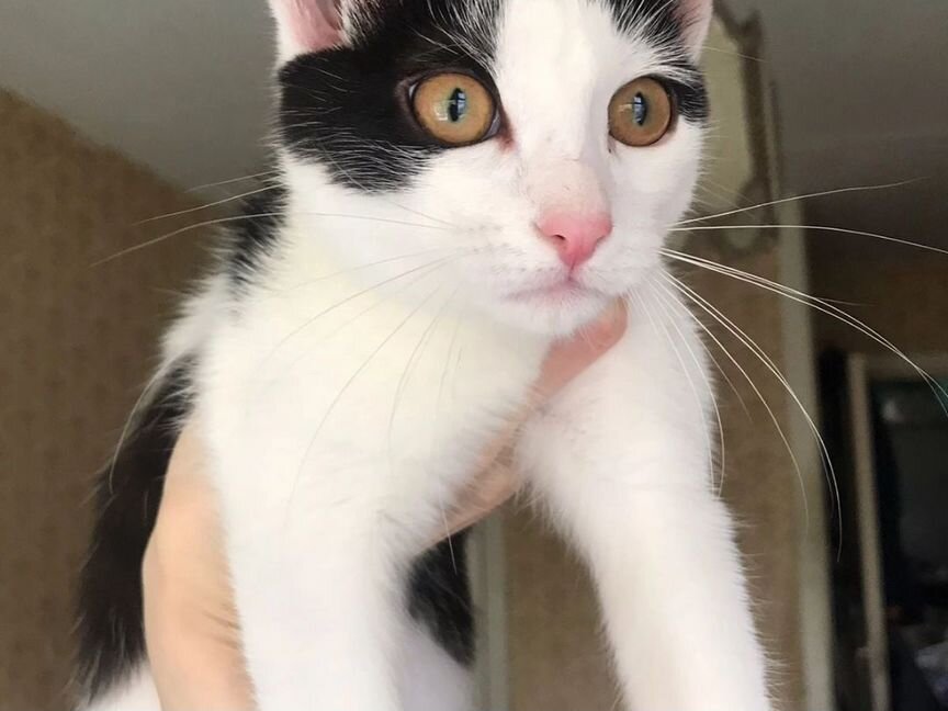 Котёнок Пуся