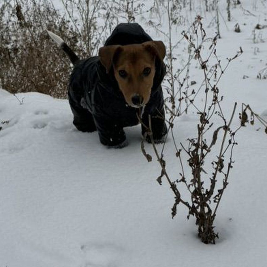 Продам щенка поподы джек рассел 4 месяца