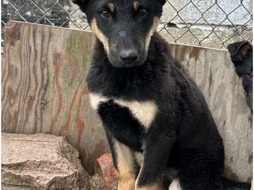 Щенки и собаки желают обрести семью)