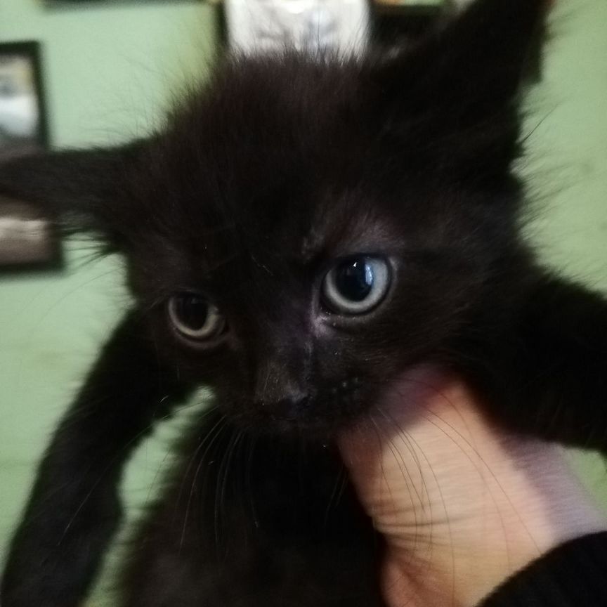 Котёнок в добрые руки