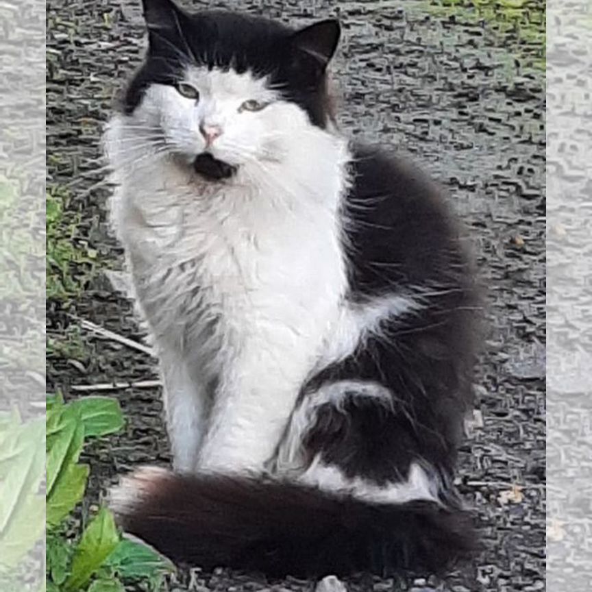 Европейский бурманский, взрослый кот