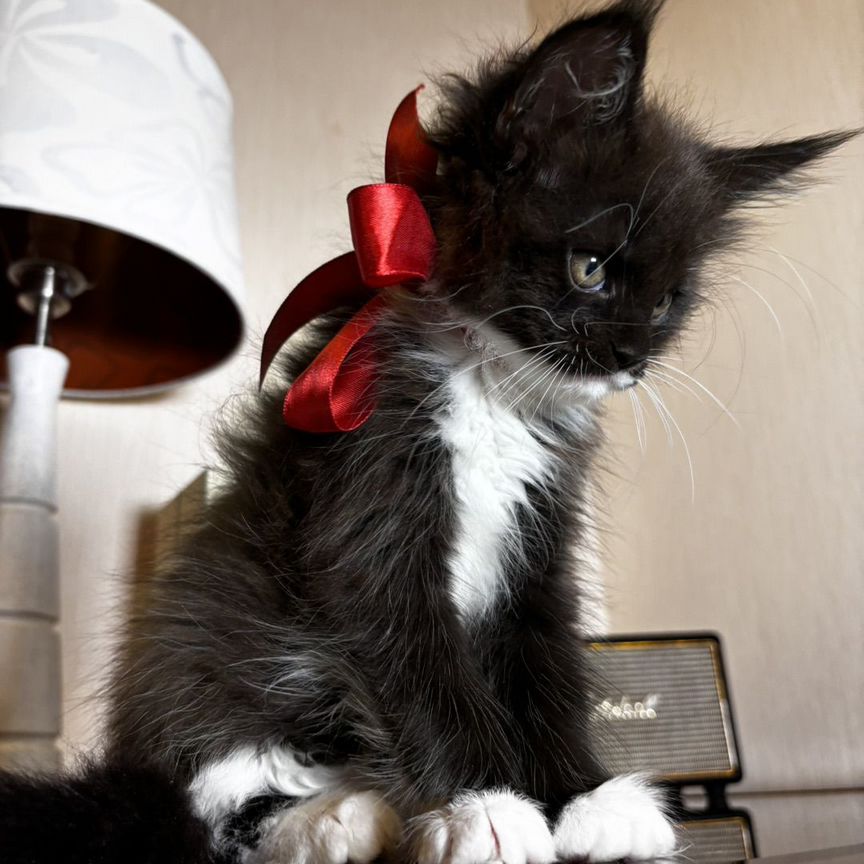 Котята мейкун