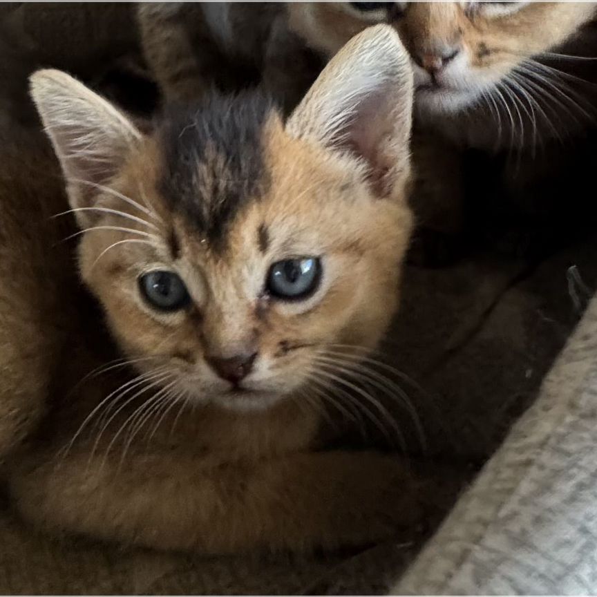 Абиссинский котёнок