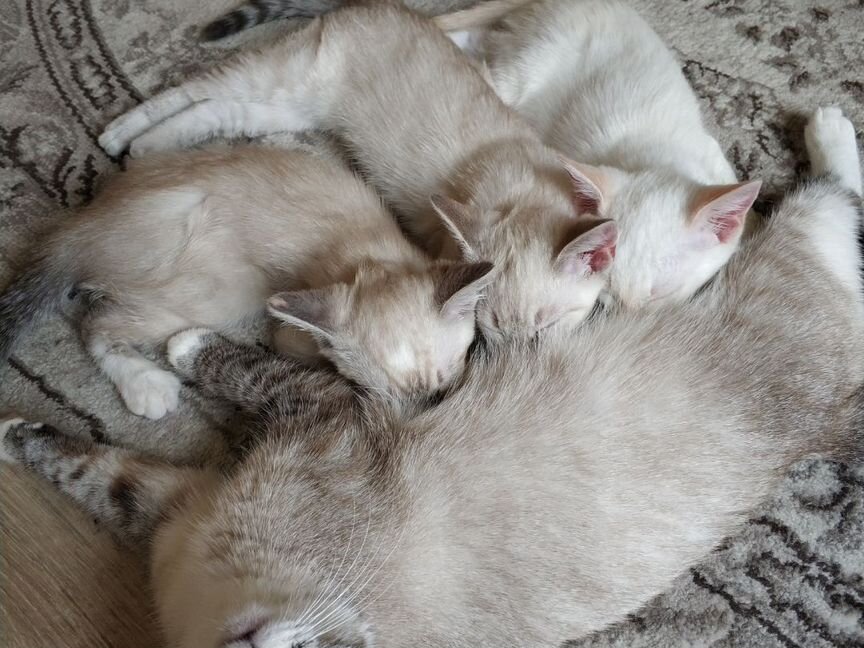 Котята