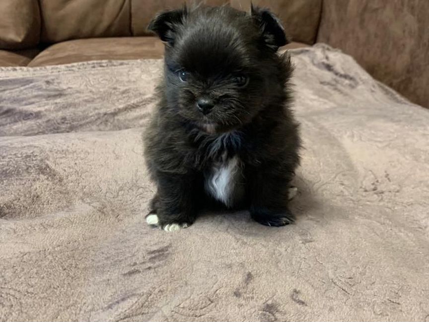 Померанский шпиц