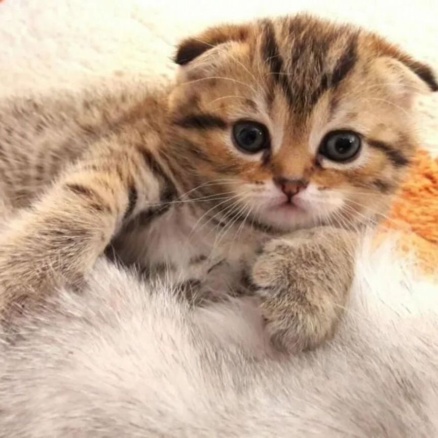 Котята Шотландские вислоухие