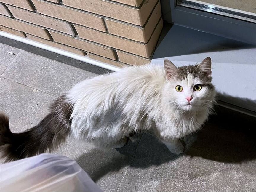 Кот на улице