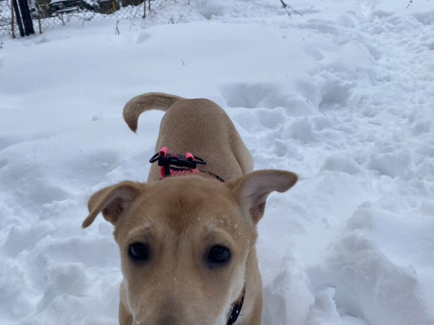 Собака в добрые руки