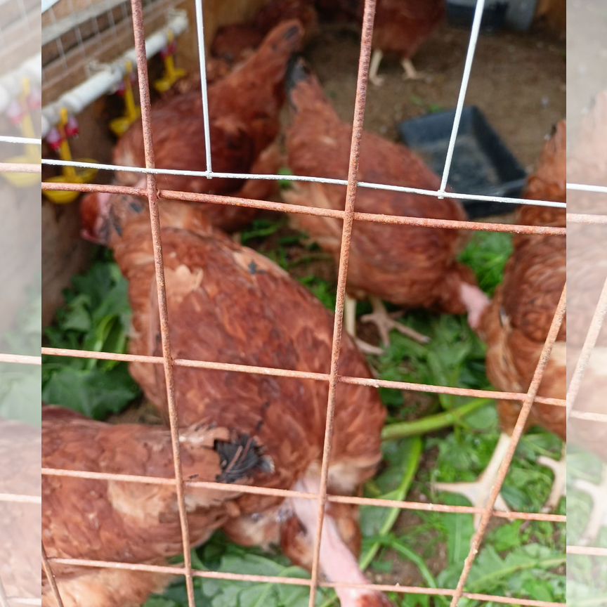 Куры молодки несушки