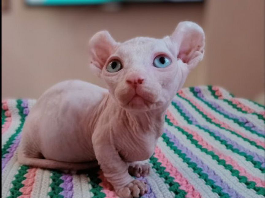 Канадский сфинкс Двельф