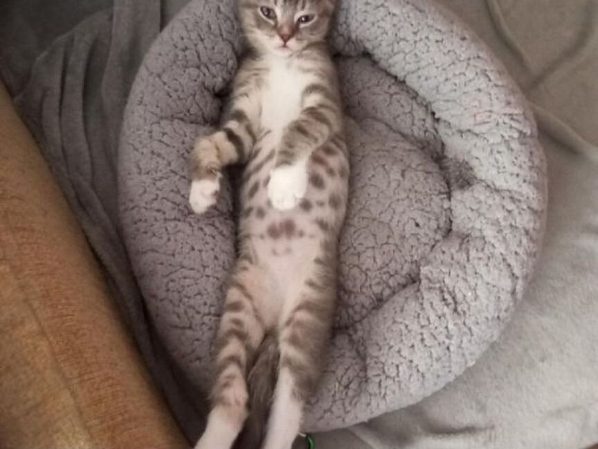 Котенок-подросток