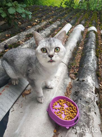 Кошечка Салфетка