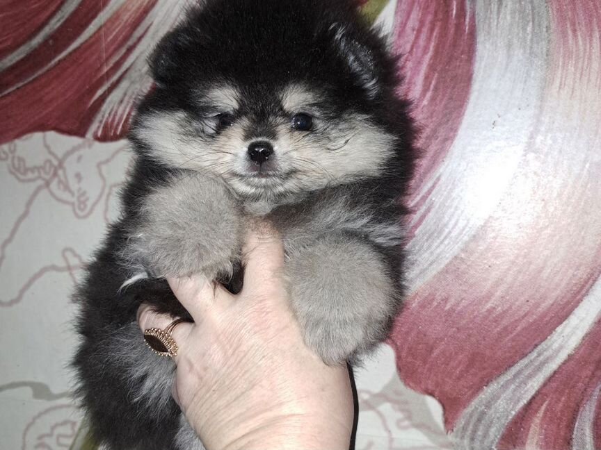 Мишутки мини