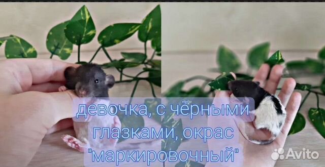 Декоративные крыски