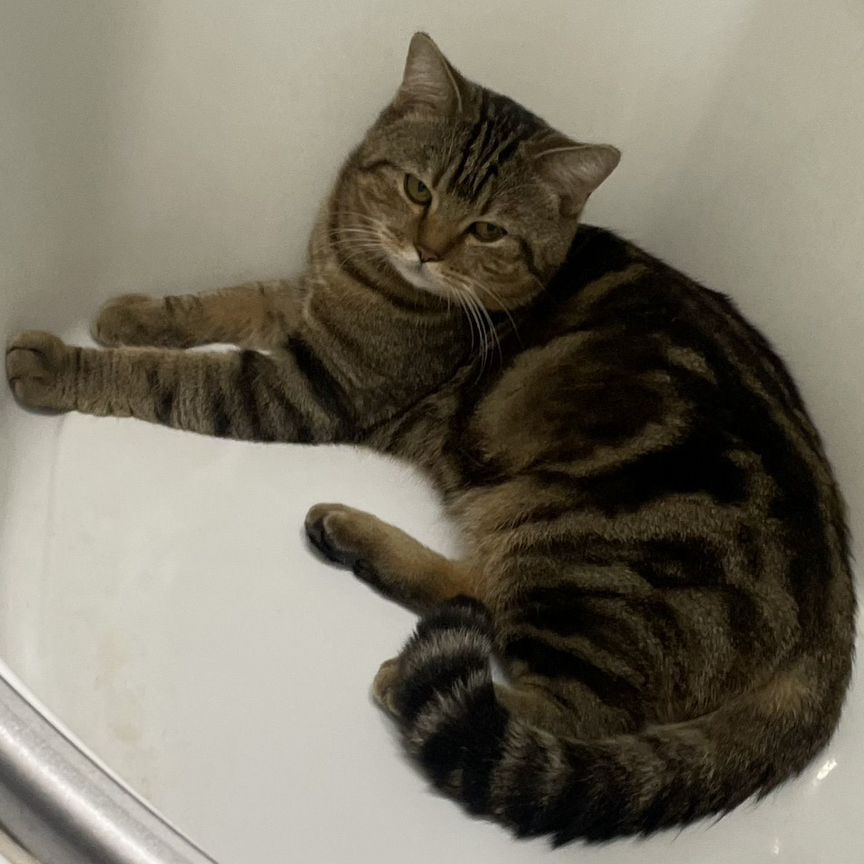 Кот в добрые руки