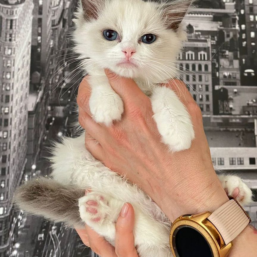 Рэгдолл мальчик с родословной