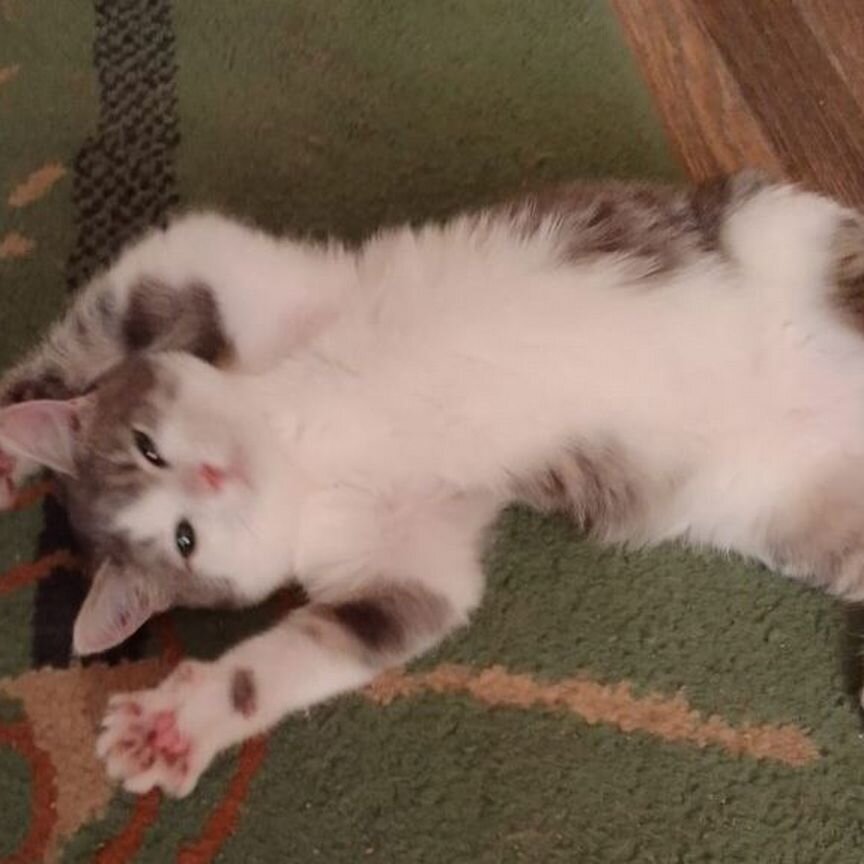 Котик