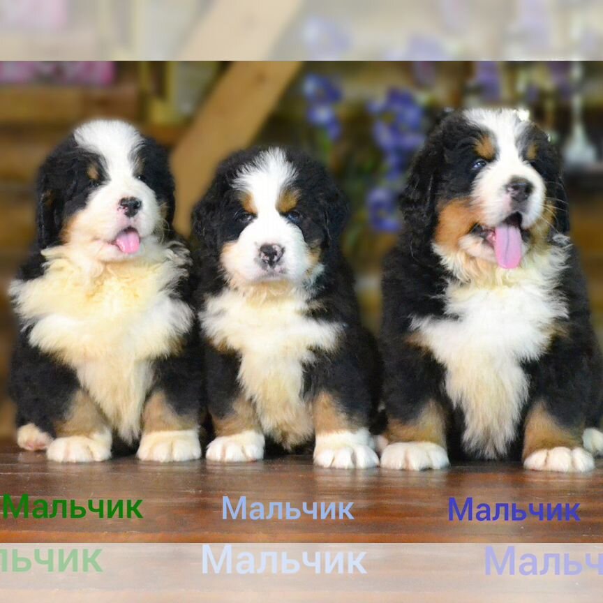 Бернский зенненхунд щенок