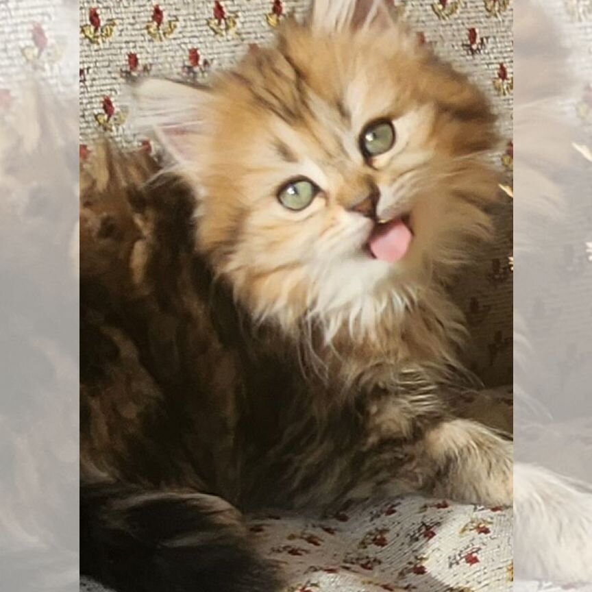 Шотландский прямоухий длинношёрстный котёнок