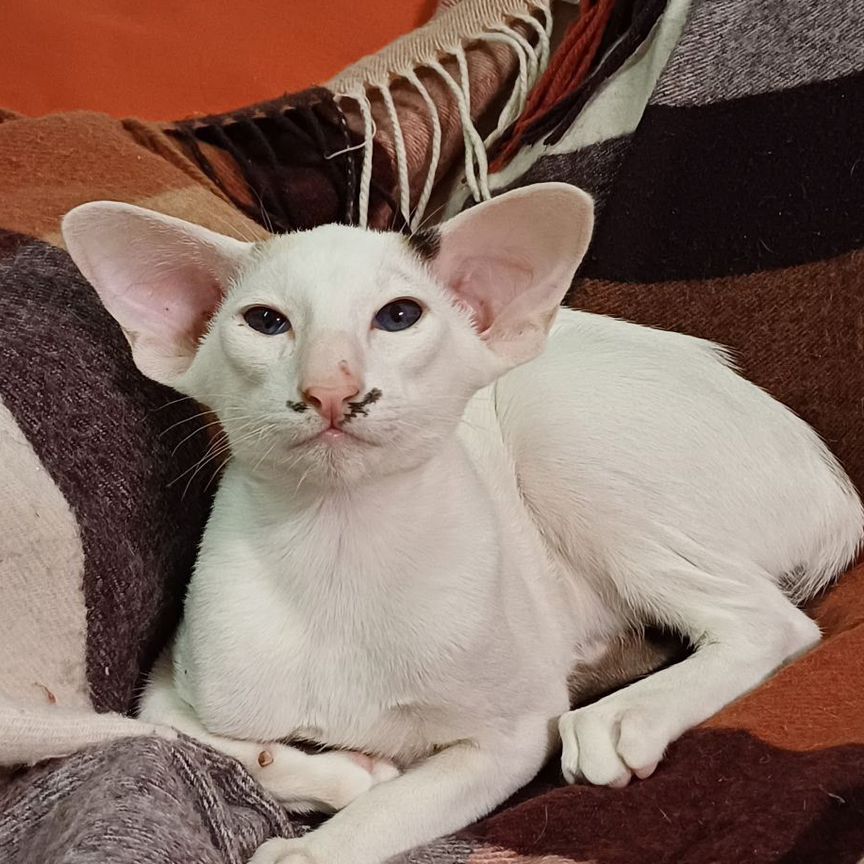 Ориентальный котенок