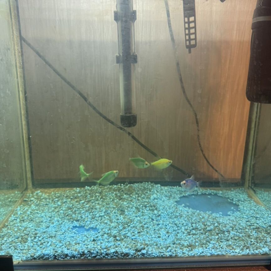 Отдам 5 рыб тернеций