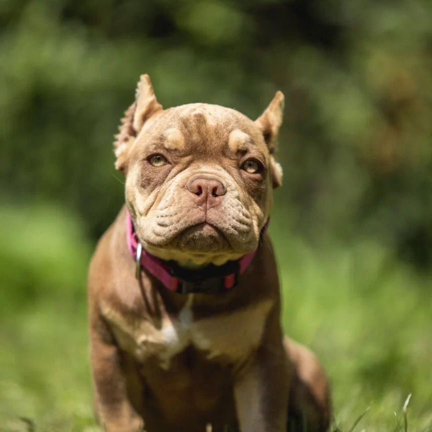 Американский Булли микро экзот щенки